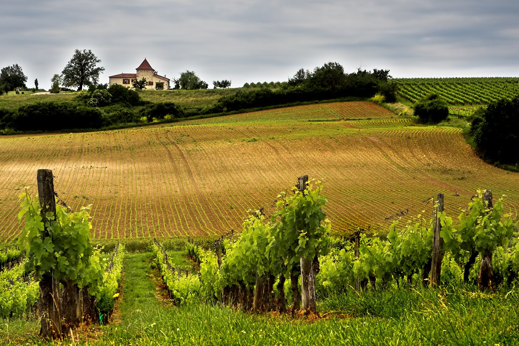 Pitt og Jolie uenige om vingård - WINEnews.dk